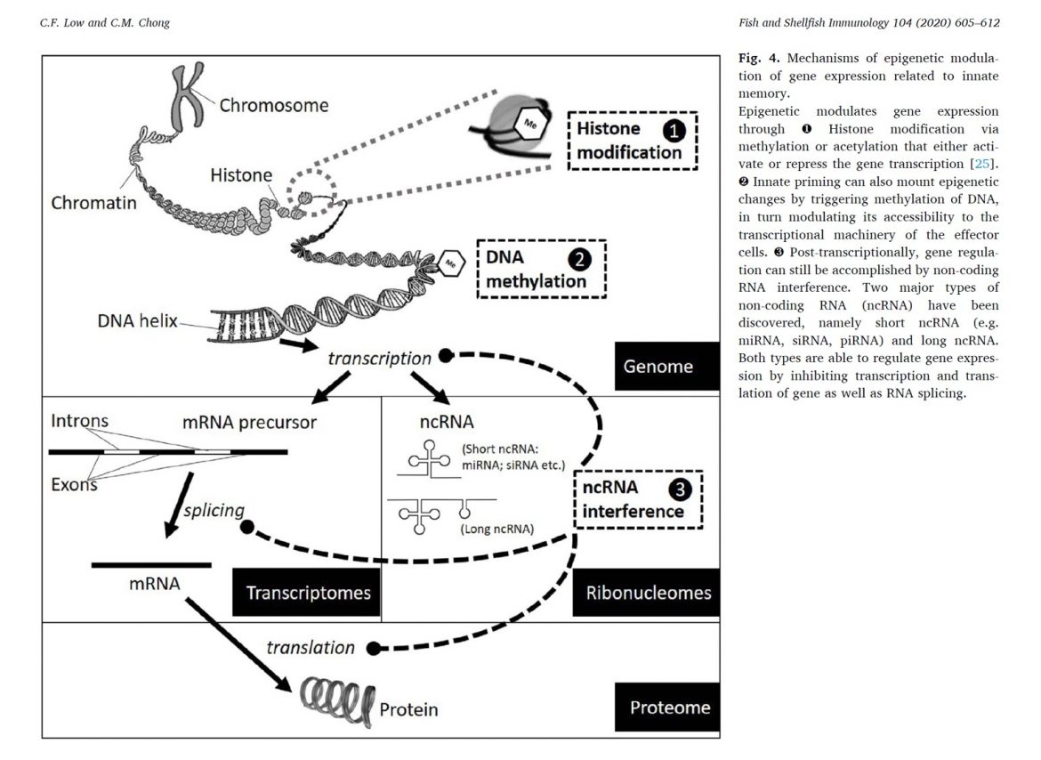 Peculiarities of innate immune memory in crustaceans – Chong Chou Min